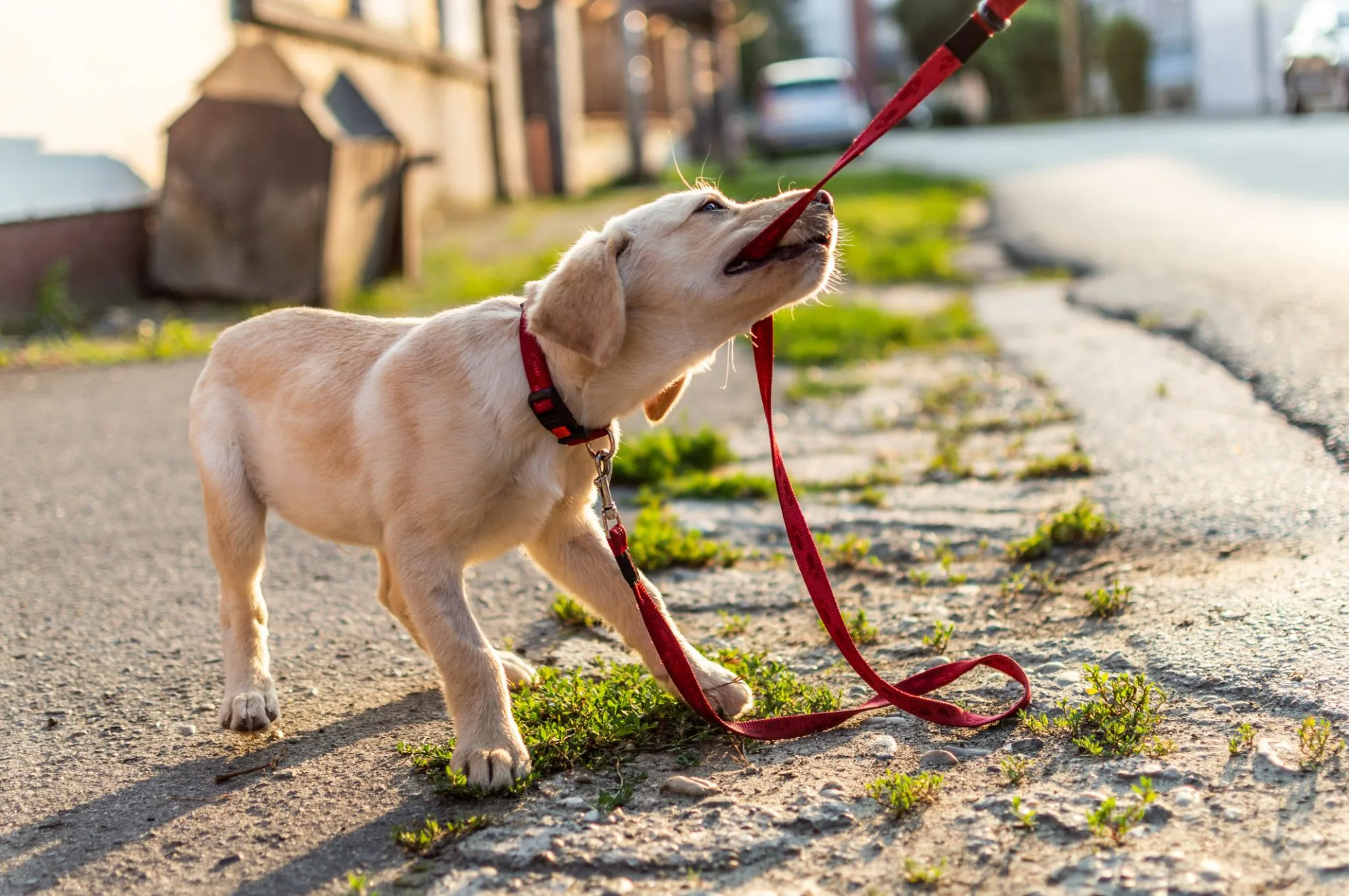 How Much Does Dog Training Cost Golden Meadows Retrievers How Much Does Dog Training Cost Golden Meadows Retrievers