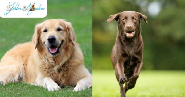 Golden Retriever vs. Labrador Retriever - Golden Meadows Retrievers