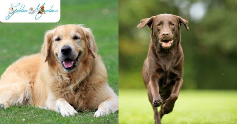 Golden Retriever vs. Labrador Retriever - Golden Meadows Retrievers