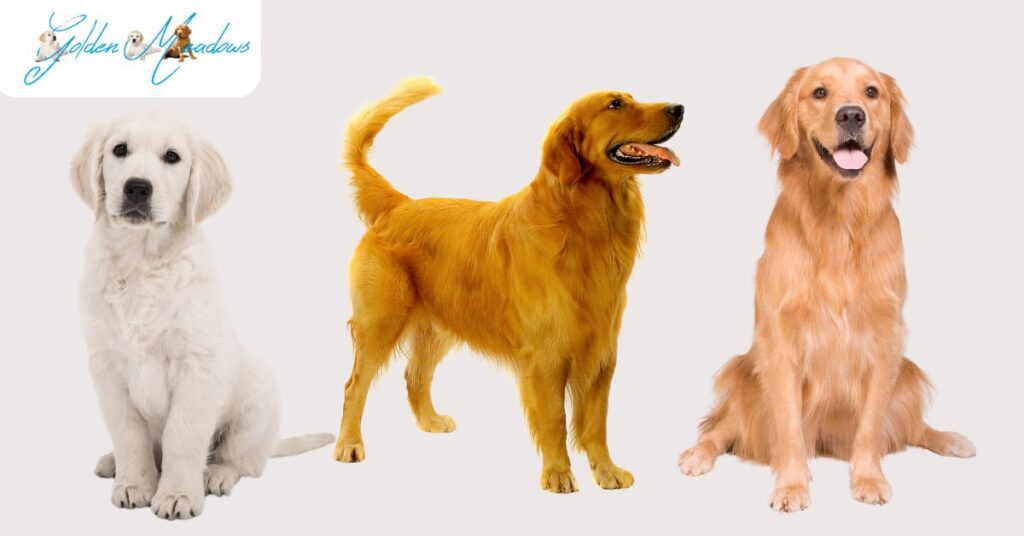 What Colors Do Golden Retrievers Come In - Golden Meadows Retrievers