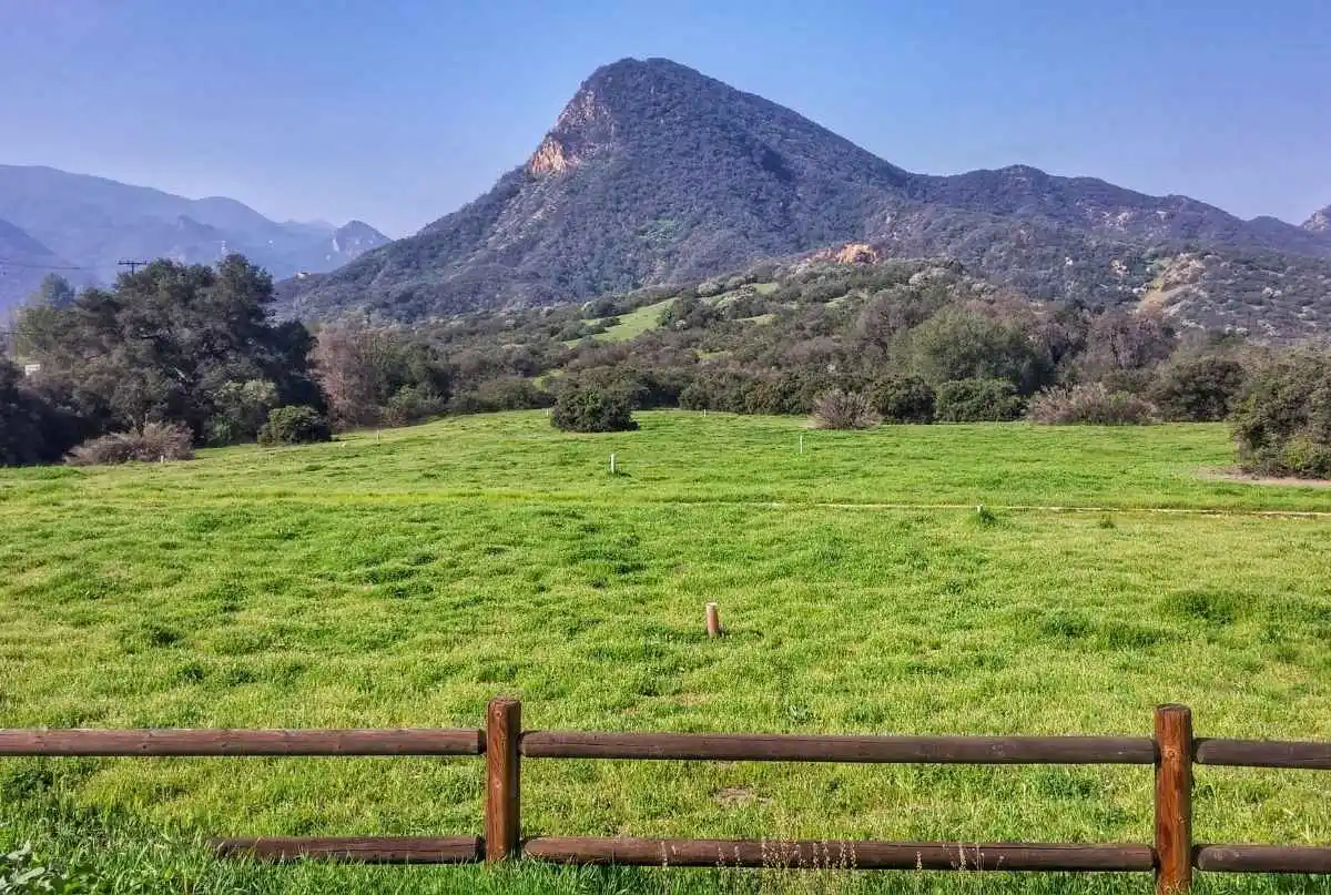 Golden Retriever Breeder in Agoura Hills - Golden Meadows Retrievers