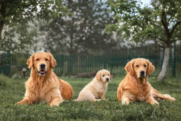 Golden Retriever Breeder in Austin - Golden Meadows Retrievers