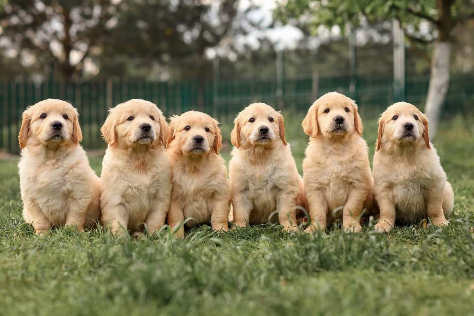 Golden Retriever Breeder in Phoenix - Golden Meadows Retrievers