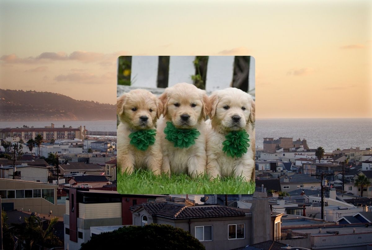 Golden Retriever Breeder in Hermosa Beach - Golden Meadows Retrievers