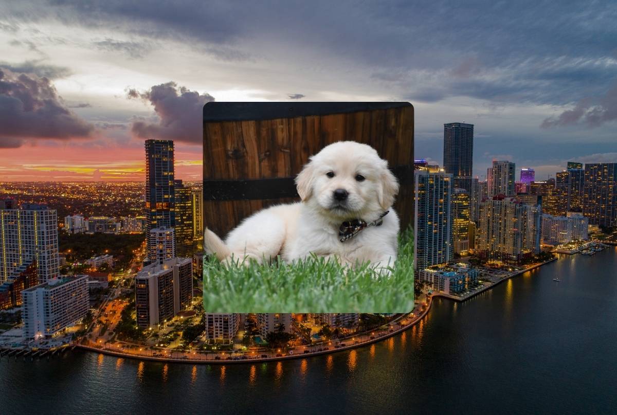 Golden Retriever Breeder in Miami - Golden Meadows Retrievers