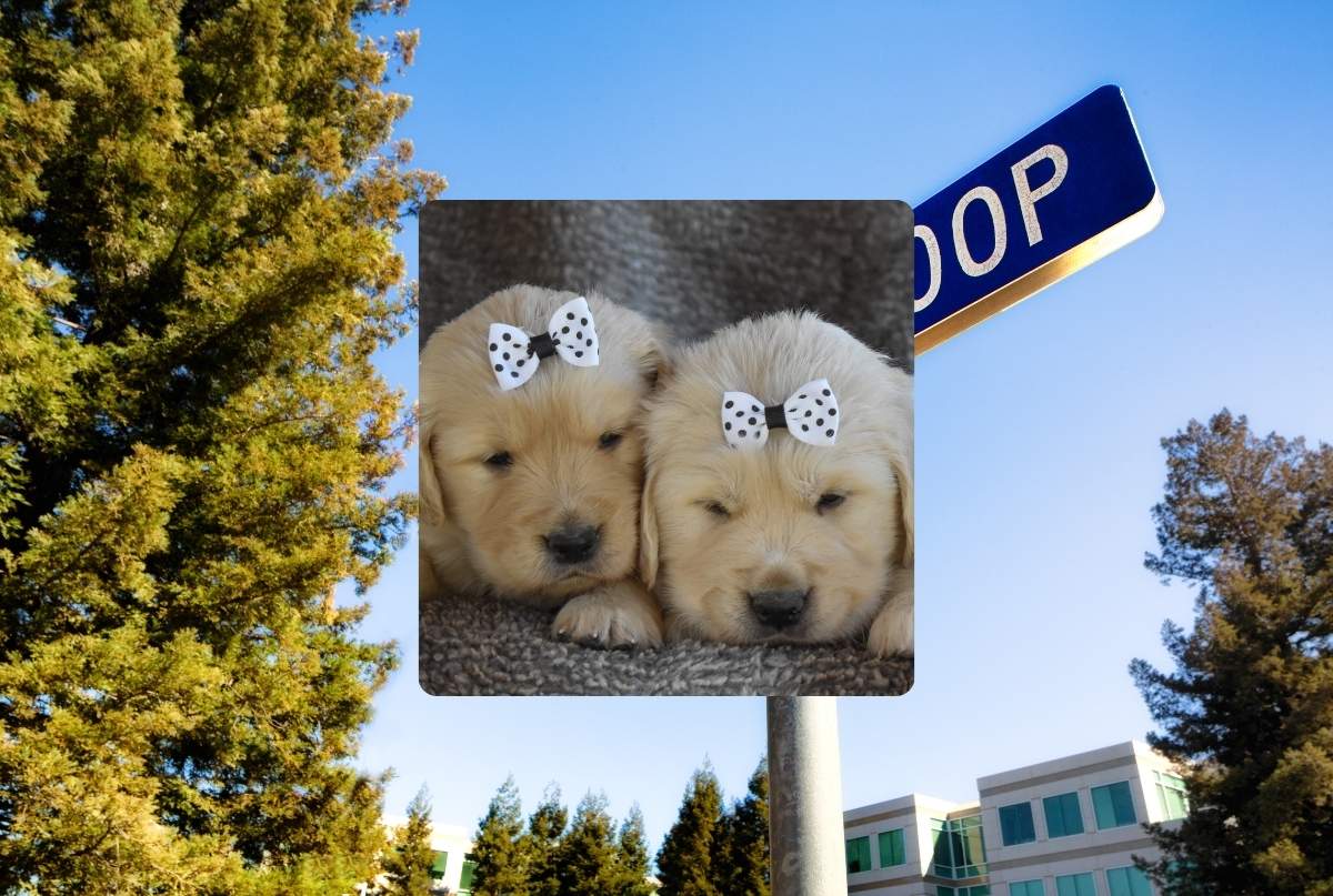 Golden Retriever Breeder in Cupertino - Golden Meadows Retrievers