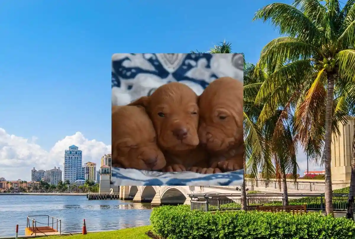 Golden Retriever Breeder in Palm Beach - Golden Meadows Retrievers